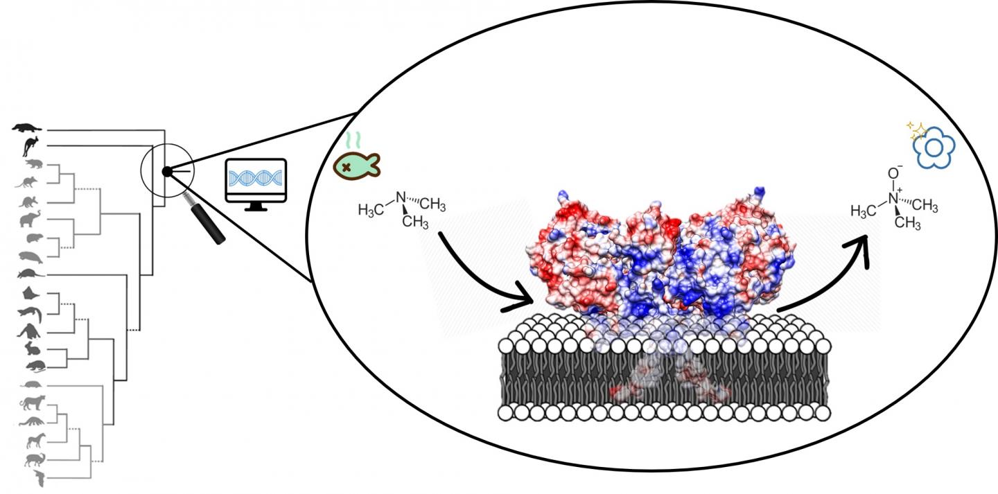 Reconstructing Ancestral Prote [IMAGE] | EurekAlert! Science News Releases