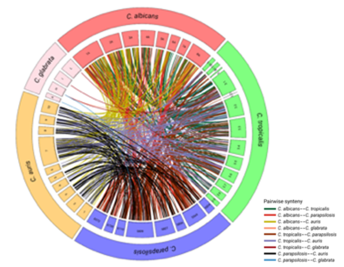 The long non-coding RNA landsc [IMAGE] | EurekAlert! Science News Releases