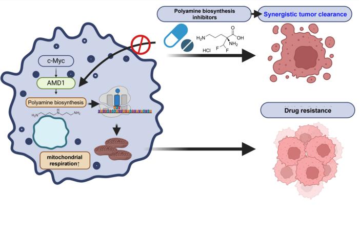 Mechanism of BRAF Inhibitor Re [IMAGE] | EurekAlert! Science News Releases