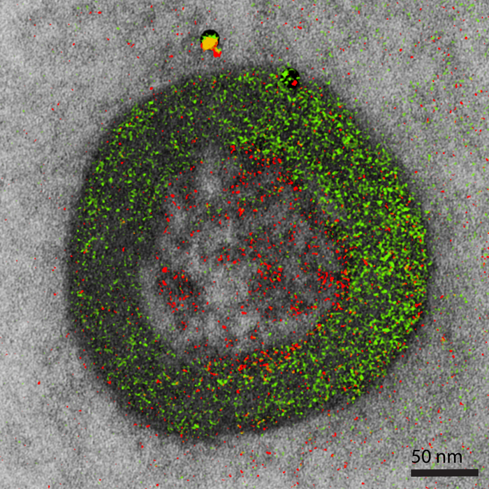 Endosome [IMAGE] | EurekAlert! Science News Releases