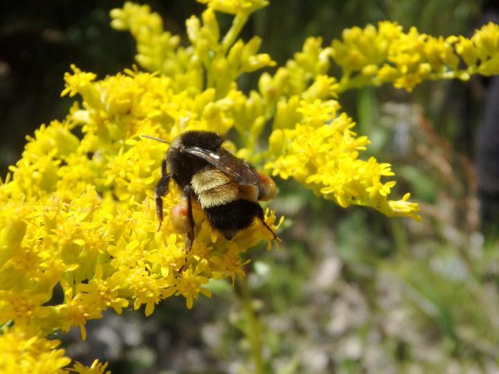 Yellow-banded bumblebee [IMAGE] | EurekAlert! Science News Releases