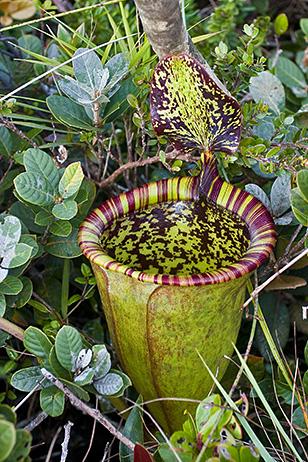 Attenborough's Pitcher Plant [IMAGE] | EurekAlert! Science News Releases
