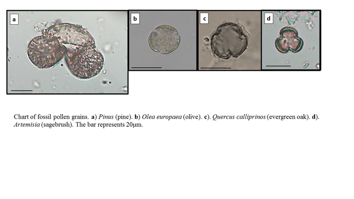 Chart of Fossil pollen grains. [IMAGE] | EurekAlert! Science News Releases