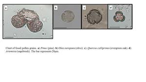 Chart of Fossil pollen grains. [IMAGE] | EurekAlert! Science News Releases
