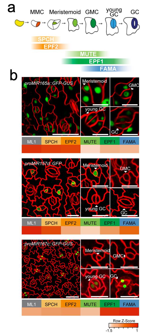 Mimetic Diagram [IMAGE] | EurekAlert! Science News Releases