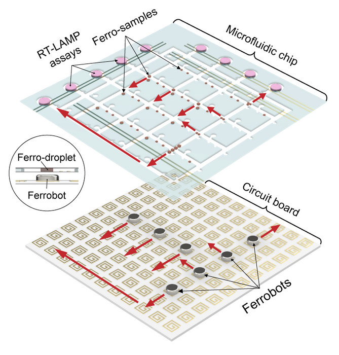 Ferrobots 2 IMAGE EurekAlert Science News Releases