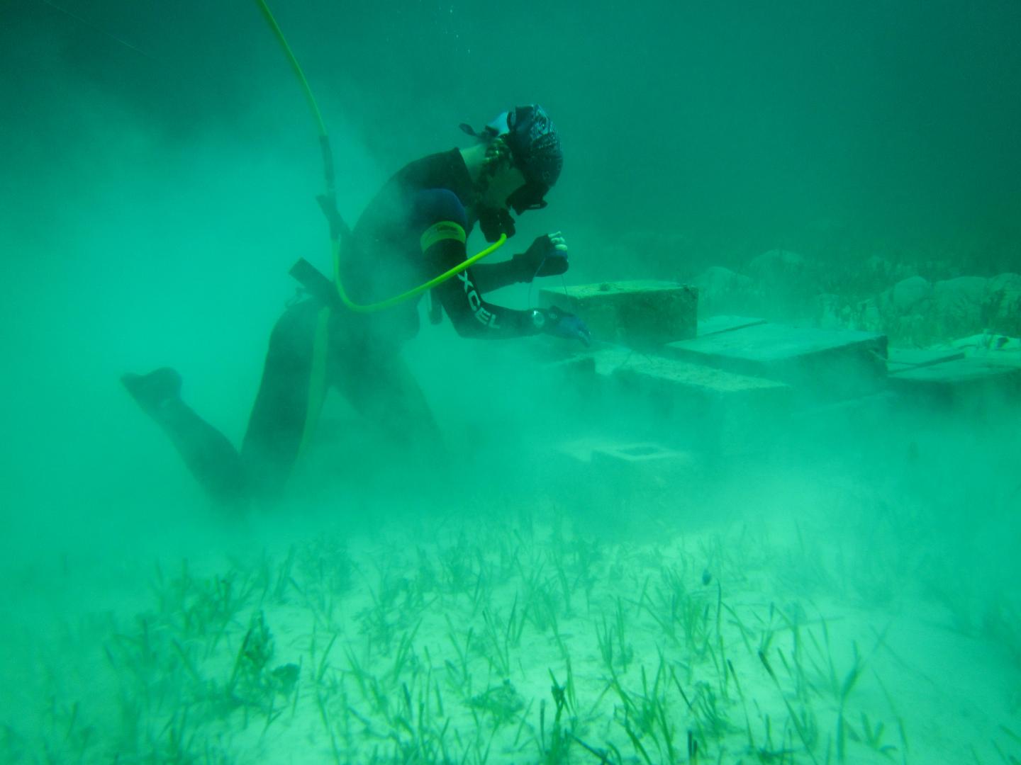 Building a Simple Reef Structu [IMAGE] | EurekAlert! Science News Releases