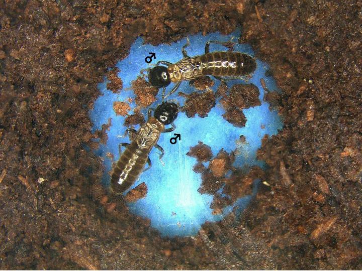 Male-Male Termite Pair Makes N [IMAGE] | EurekAlert! Science News Releases