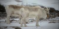 Reindeer adapt to climate change by eating se | EurekAlert!
