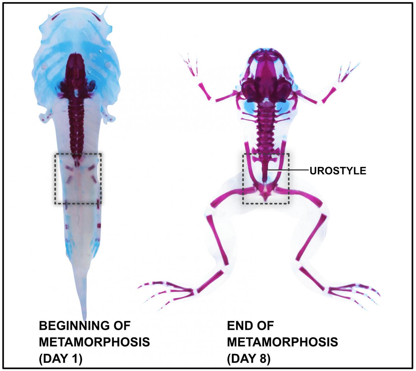 A tadpole at the beginning of [IMAGE] | EurekAlert! Science News Releases