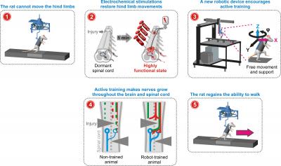 Rehab for Paralyzed Rats Resto [IMAGE] | EurekAlert! Science News Releases