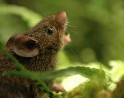 Alston's Singing Mouse [IMAGE] | EurekAlert! Science News Releases