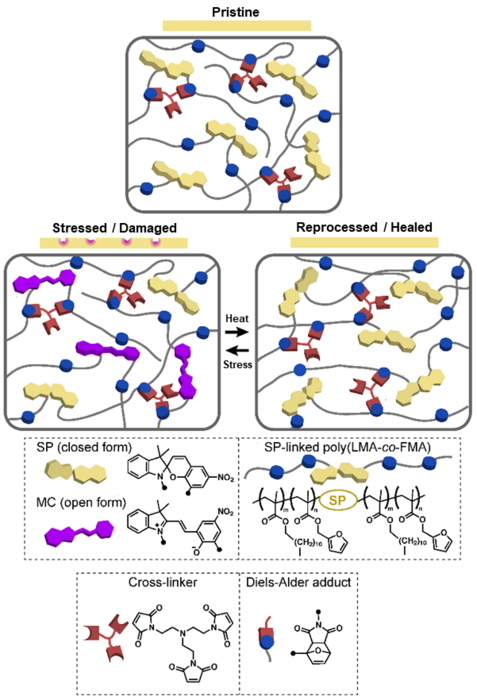 Damage-reporting and self-healing skin-like p | EurekAlert!