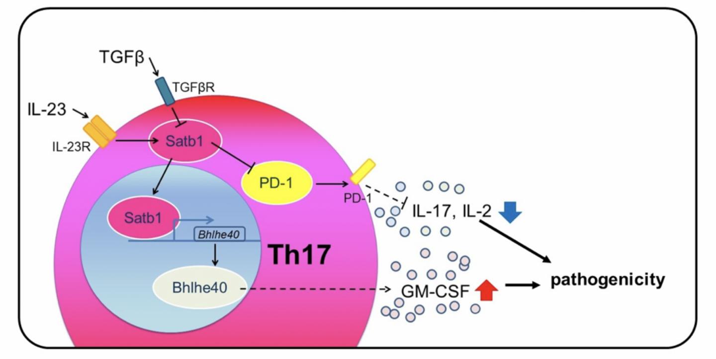 When good cells go bad: Regulating the ms-cau | EurekAlert!