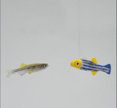 A First: Robotic Fish Reacts t [IMAGE] | EurekAlert! Science News Releases