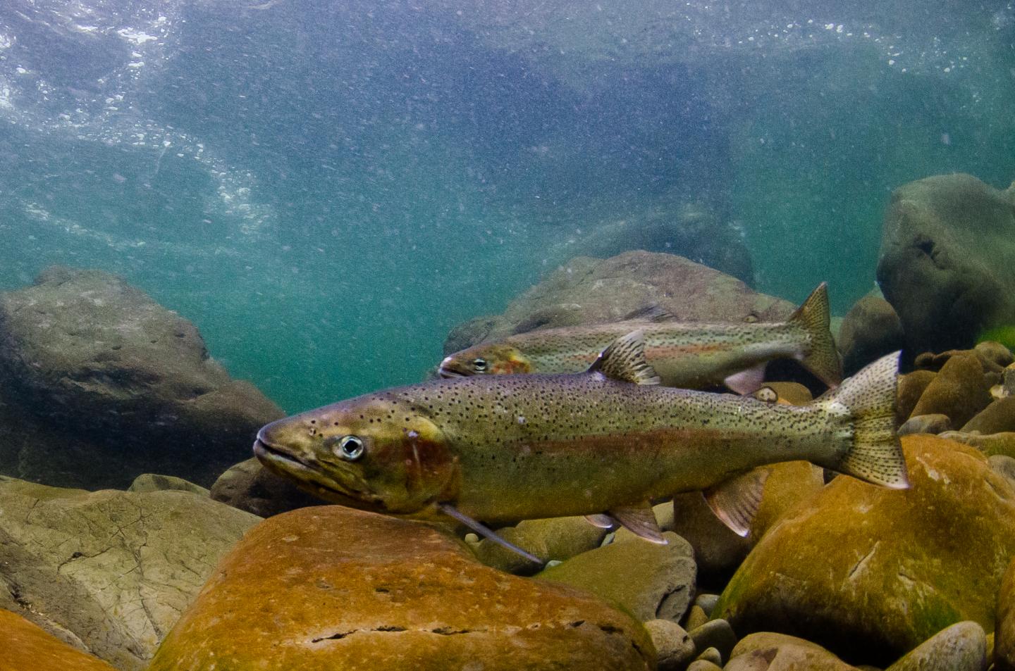Steelhead trout population declines linked wi | EurekAlert!