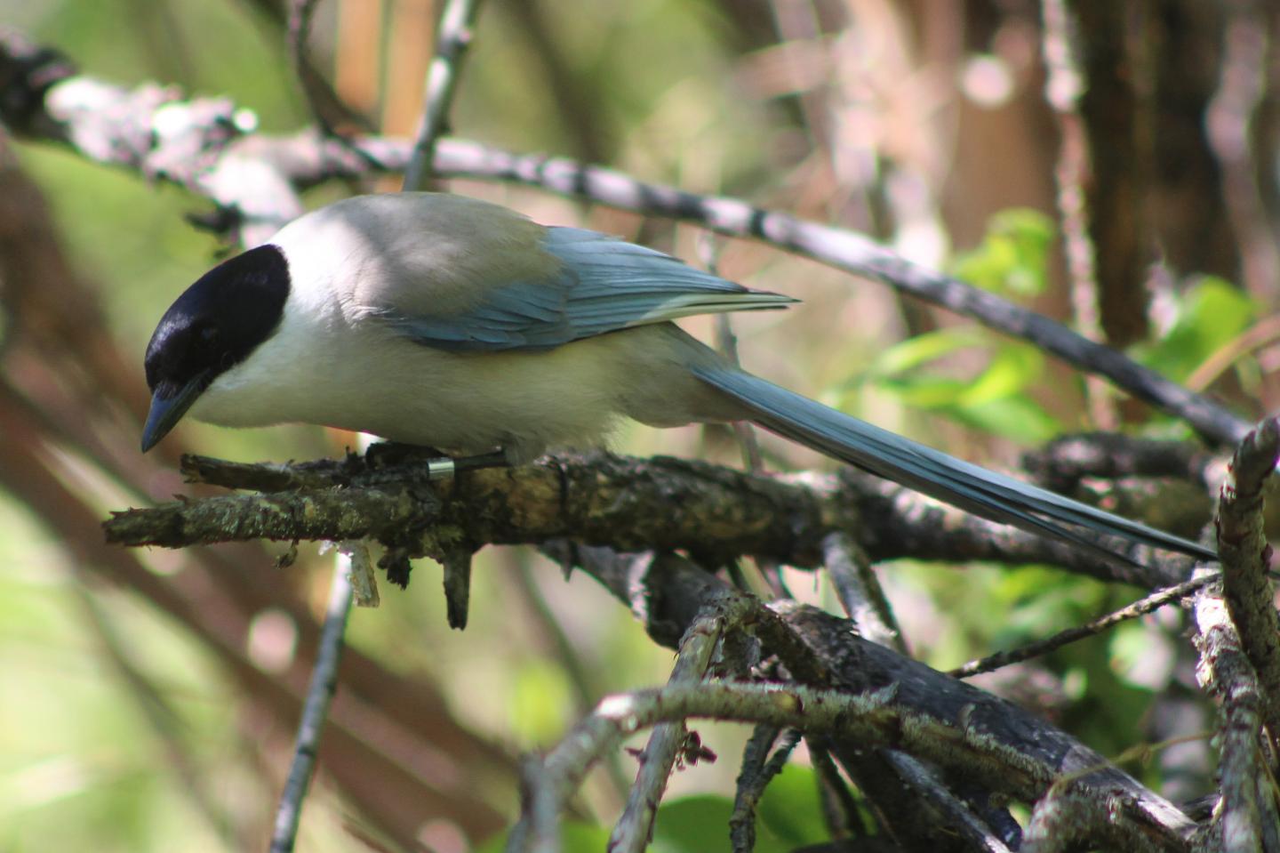 Azure-winged magpies show human-like generosi | EurekAlert!