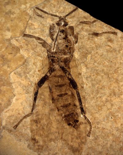 Scorpionflies Push Back Earliest Pollination | EurekAlert!