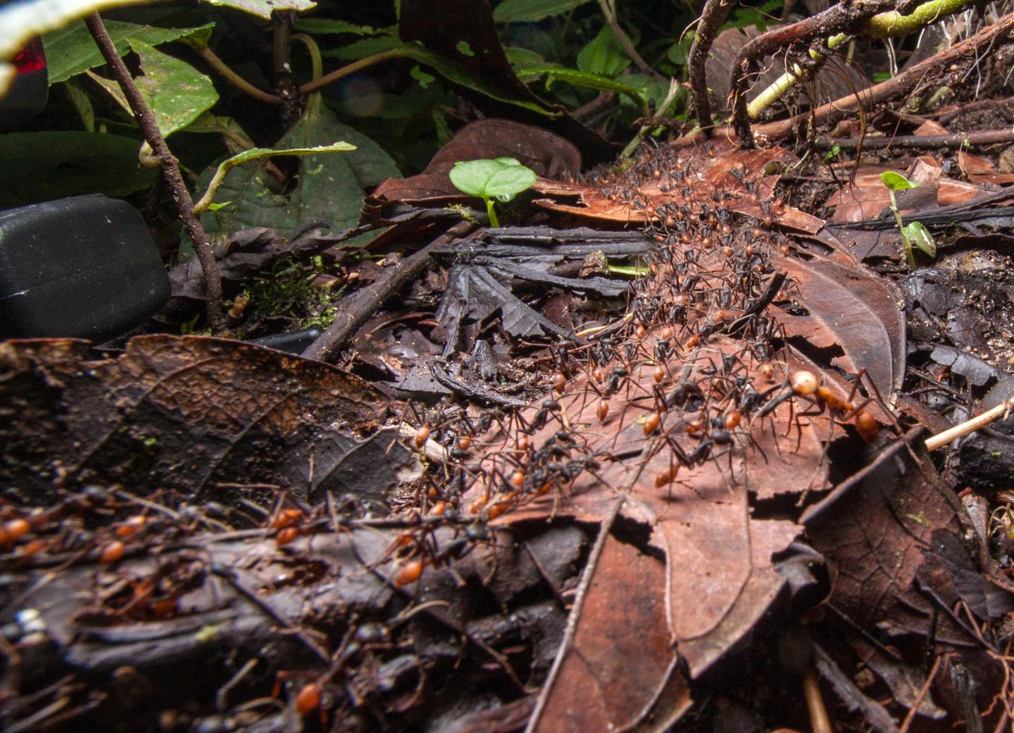 Neotropical Army Ants, Ecuador [IMAGE] | EurekAlert! Science News Releases