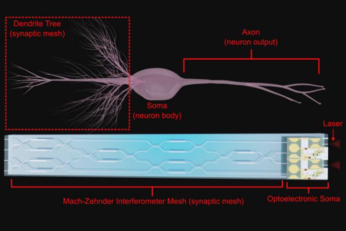 Brain-inspired optoelectronic computing | EurekAlert!