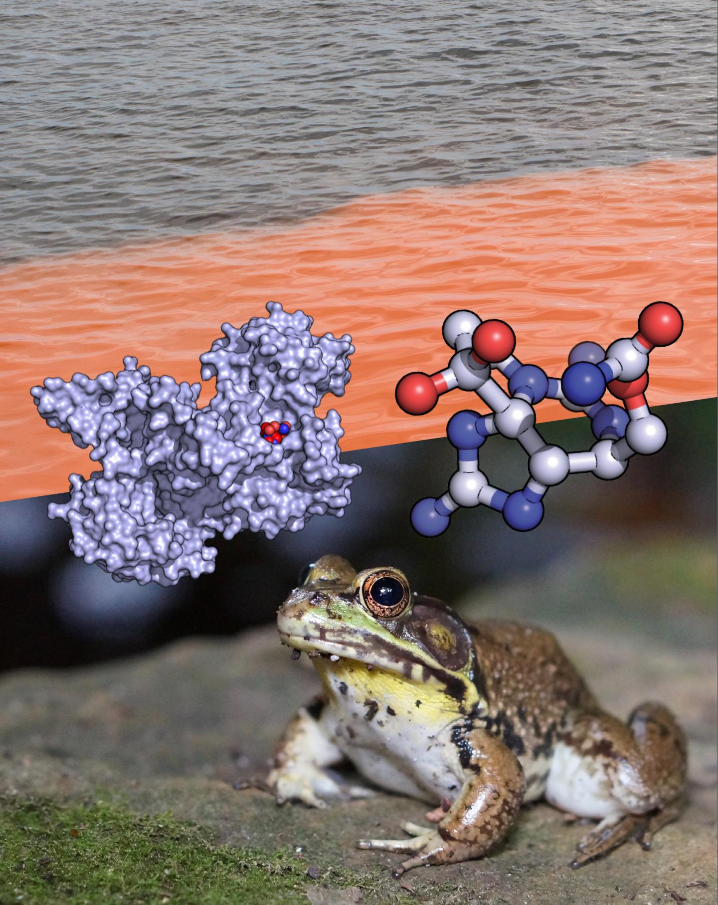 Structure of the STX Complex R [IMAGE] | EurekAlert! Science News Releases