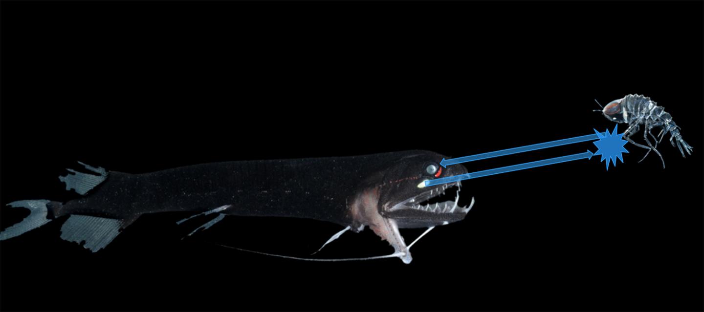 Dragonfish [IMAGE] | EurekAlert! Science News Releases