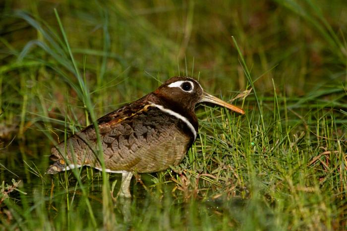 Painted-snipe [IMAGE] | EurekAlert! Science News Releases