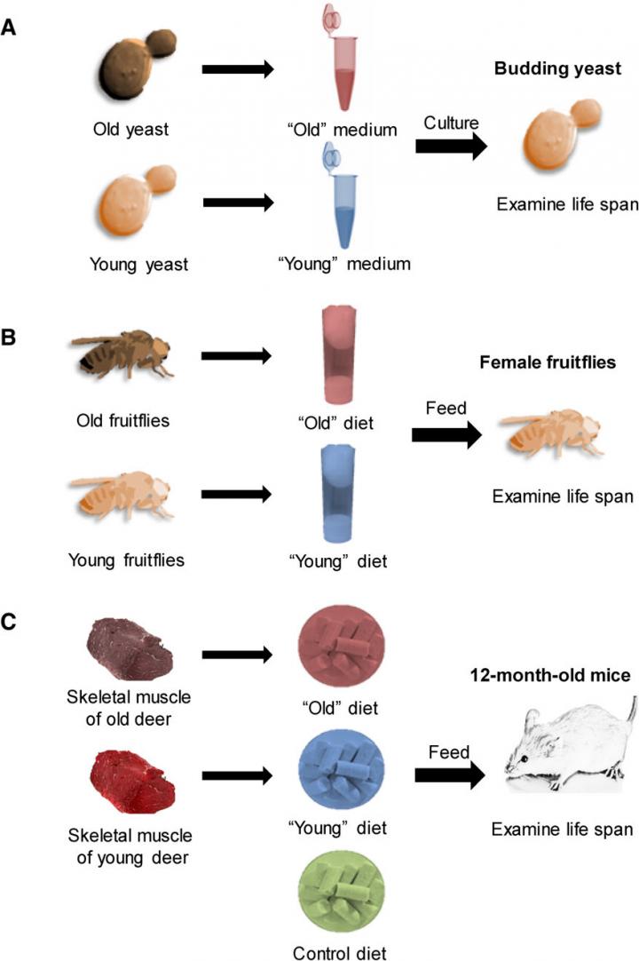 'Old Food' Diet Experiment Sho [IMAGE] | EurekAlert! Science News Releases