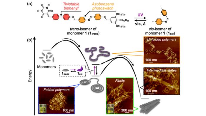 Investigating the interplay of folding and ag | EurekAlert!