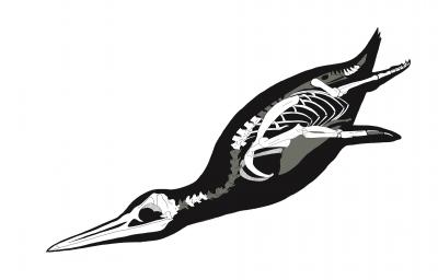 Penguin Fossil Paints a Portra [IMAGE] | EurekAlert! Science News Releases