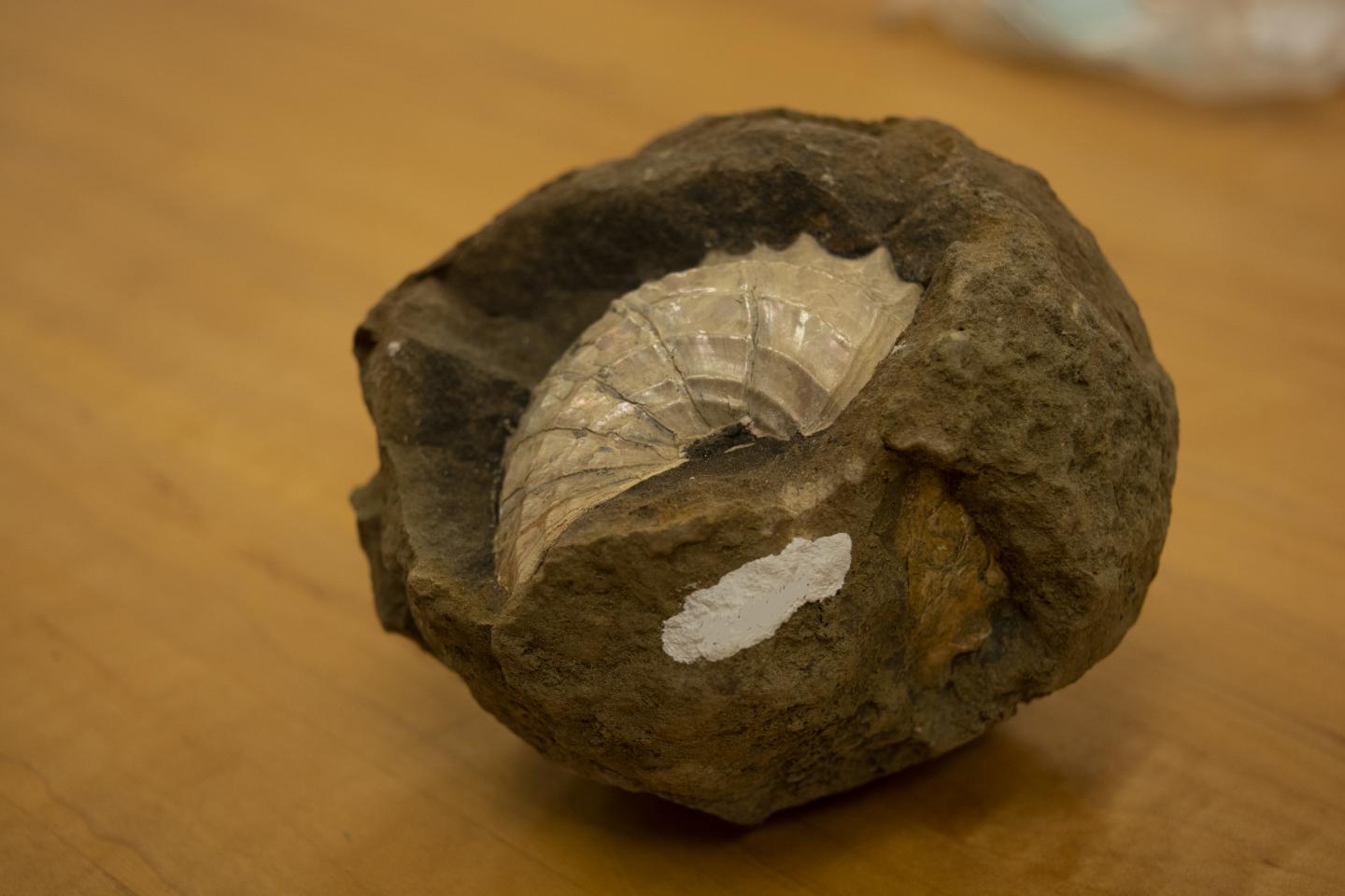 Fossilized Snail Shell [IMAGE] | EurekAlert! Science News Releases