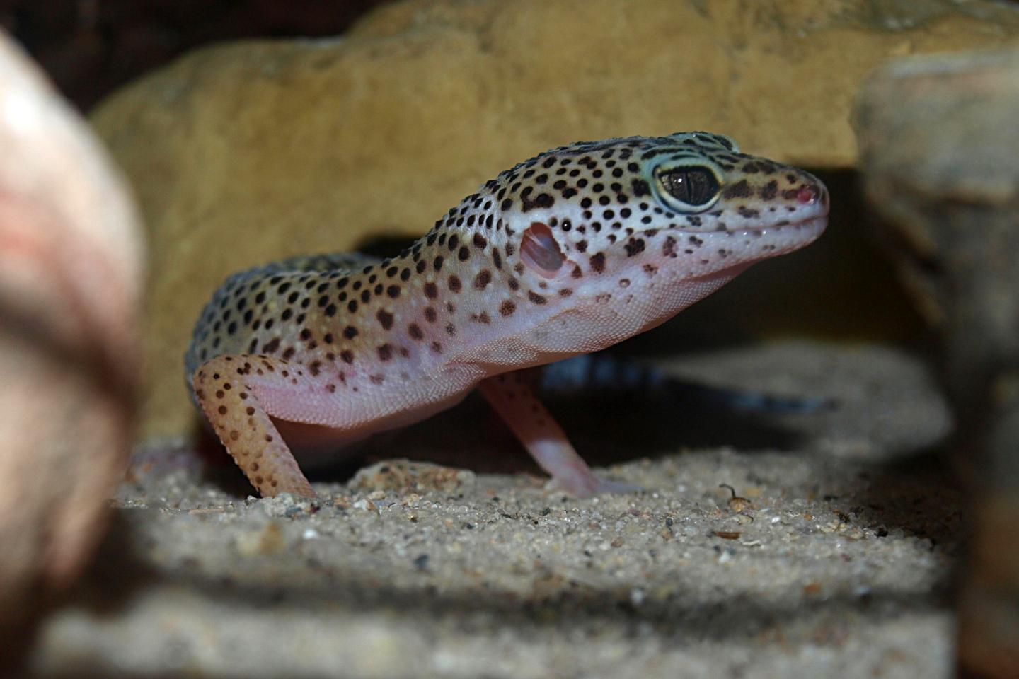 Lizzard [IMAGE] | EurekAlert! Science News Releases