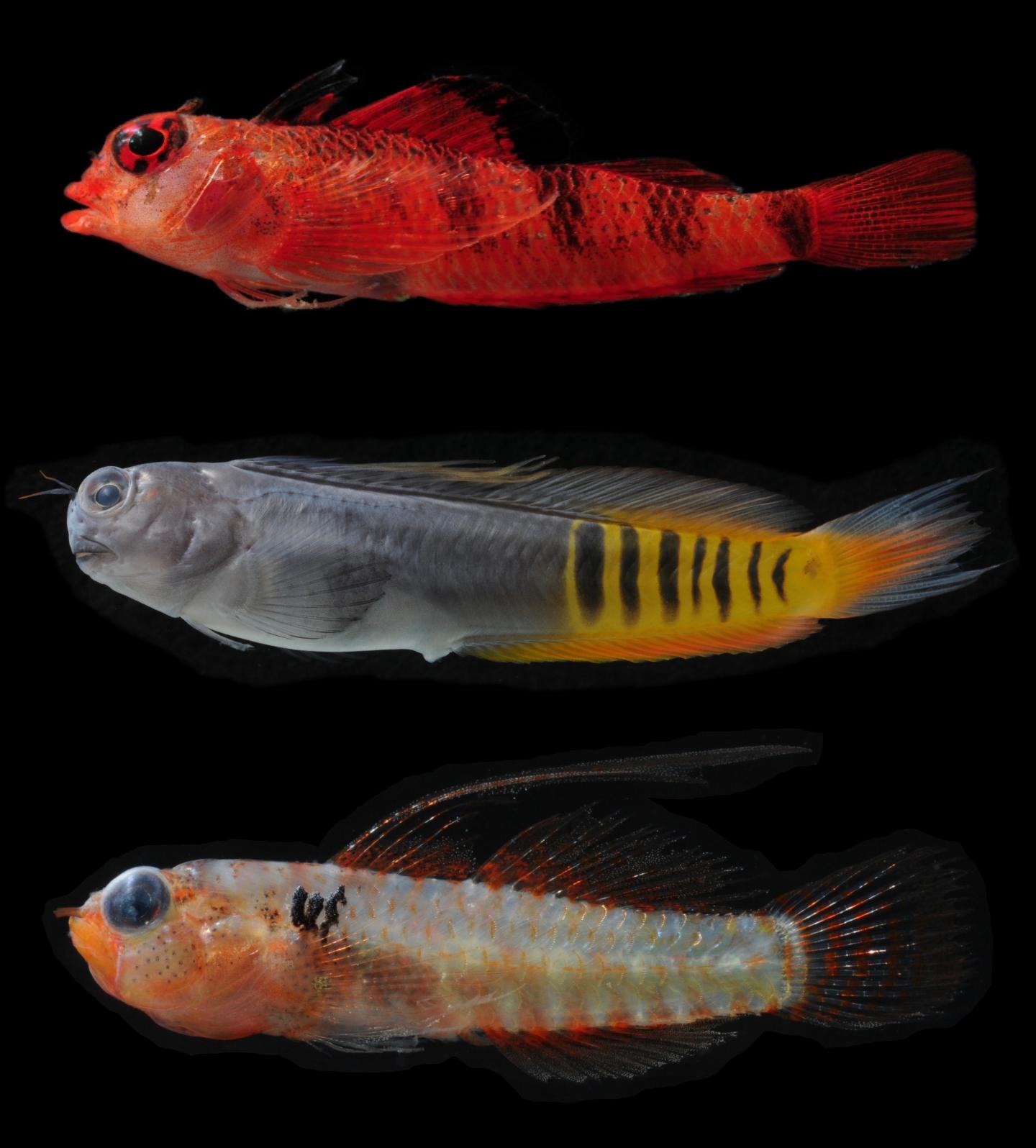 Surprise: The Survival of Coral Reefs Hinges | EurekAlert!