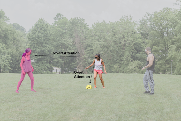 Attention to objects in peripheral vision is | EurekAlert!