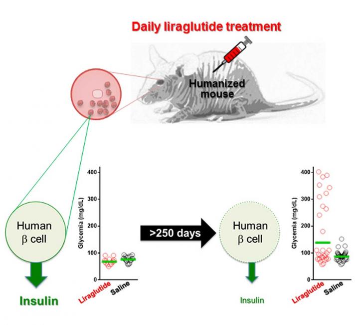 Humanized Mouse Model And Lira [image] Eurekalert Science News Releases