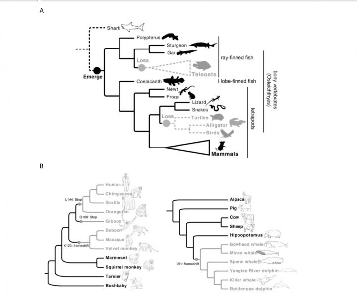 A pheromone-sensing gene that predates land-d | EurekAlert!