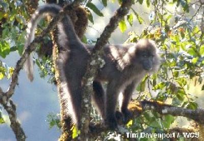 Global team of scientists describes new genus | EurekAlert!