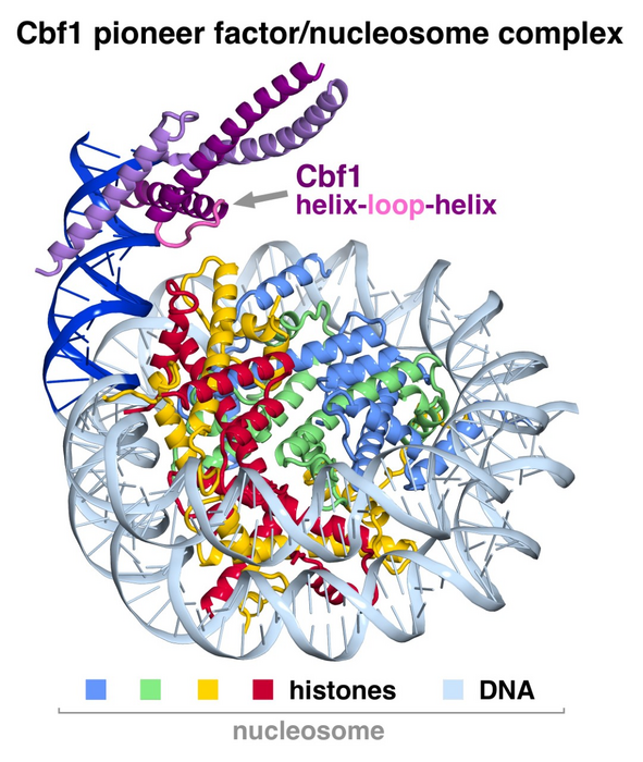 Cbf1 bound to DNA and histones [IMAGE] | EurekAlert! Science News Releases