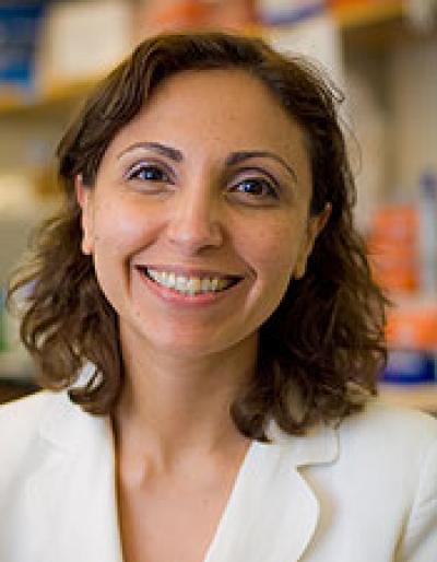 Irene Ghobrial, M.D., Dana-Far [IMAGE] | EurekAlert! Science News Releases