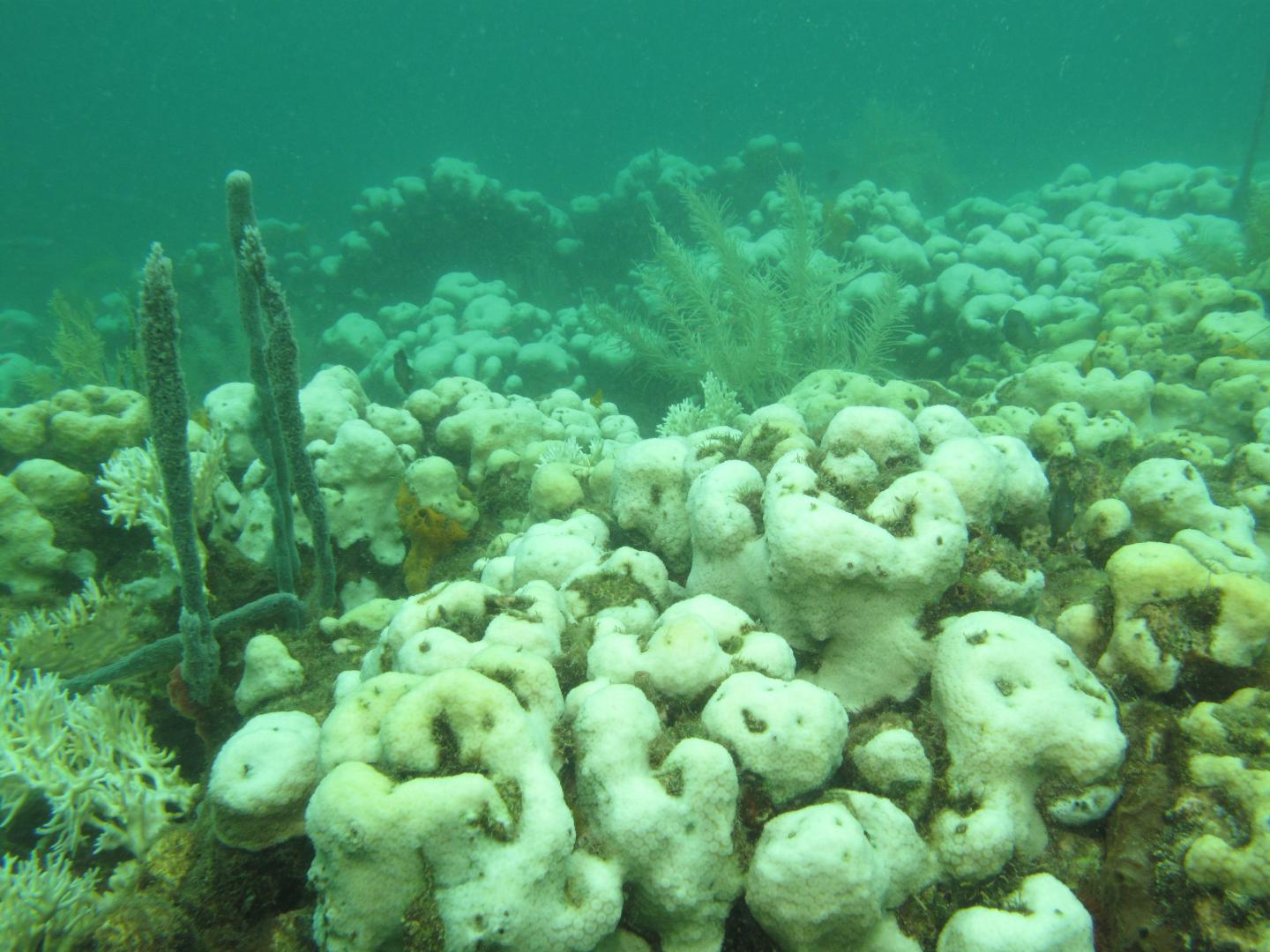 Bleached Coral [IMAGE] | EurekAlert! Science News Releases