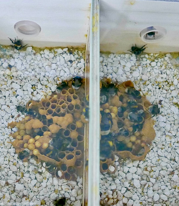 Bumblebee colony [IMAGE] | EurekAlert! Science News Releases