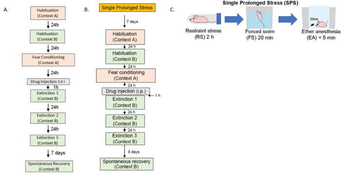 Unlocking the molecular mechanism of PTSD tre | EurekAlert!