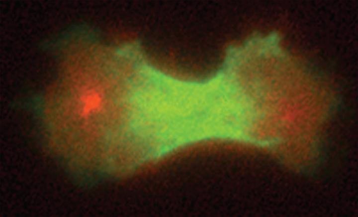 Cleavage Furrow [IMAGE] | EurekAlert! Science News Releases
