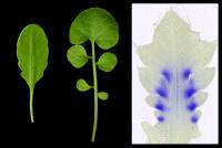 Gene for dissected leaves | EurekAlert!