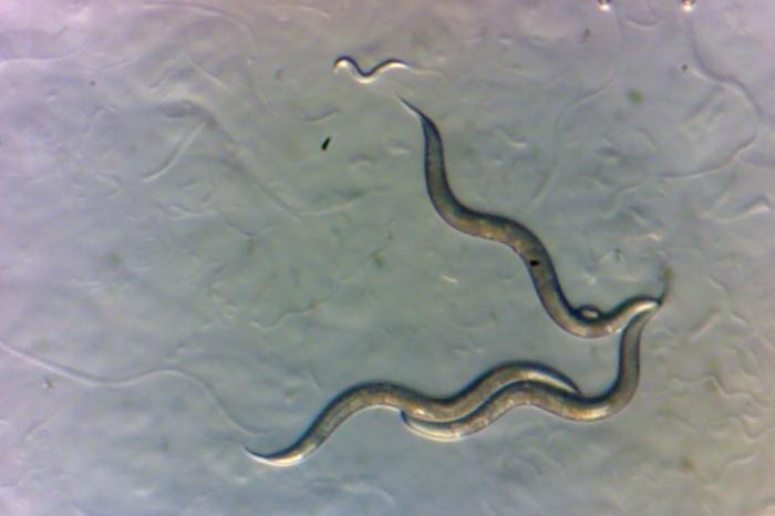 Nematodes [IMAGE] | EurekAlert! Science News Releases