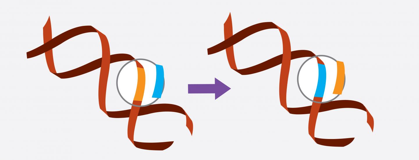 Gene Editing Illustration [IMAGE] | EurekAlert! Science News Releases