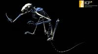 Oldest fossil of a flying squirrel sheds new | EurekAlert!