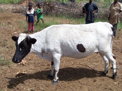 Baoule Cattle in Africa [IMAGE] | EurekAlert! Science News Releases