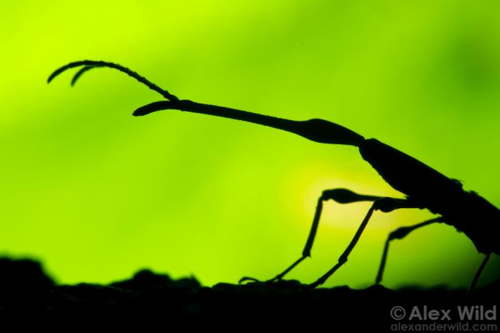 Brentidae [IMAGE] | EurekAlert! Science News Releases