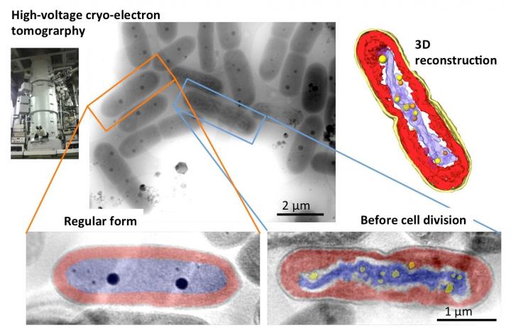 Ultrastructure of a condensed chromosome-like | EurekAlert!